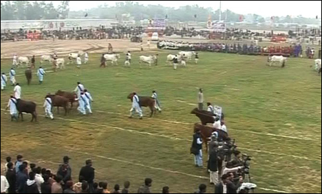 Balochistan Times : In Pictures: Sibi Mela 2013