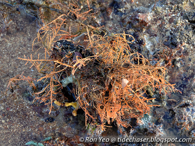 tHE tiDE cHAsER: Hydrozoans (Phylum Cnidaria: Class Hydrozoa) of Singapore