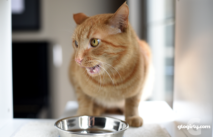 GLOGIRLY: Waffles the Speed Eating Cat