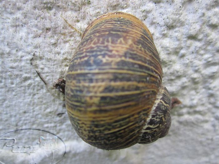 Mi Jardin ...y mi Huerto: INSECTOS ANIMALES Y BICHOS EN MI ENTORNO