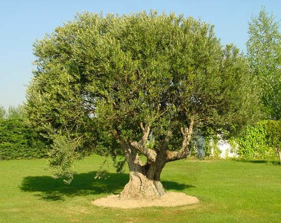 Olivo: Abundant Tree Leaves for Large Gardens | Garden Park