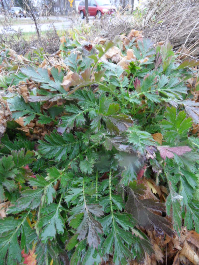 Midway Prairie Garden: Prairie Smoke-Geum triflorum
