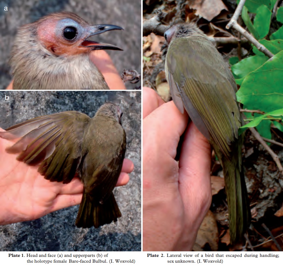 Species New to Science: [Ornithology • 2009] Pycnonotus hualon • An ...