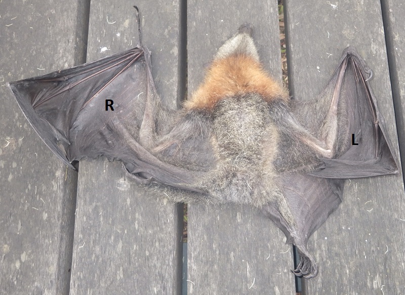 Australithan: toter Flughund im Garten / dead flying Fox in the garden