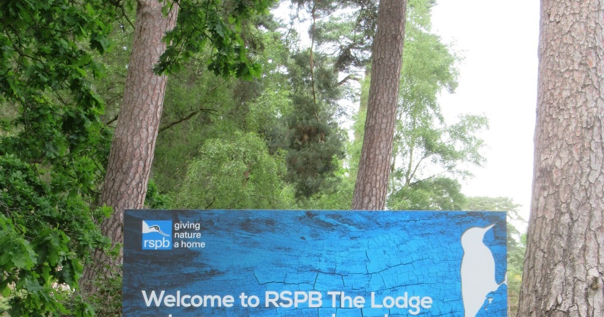 Martin Brookes Oakham: RSPB Nature Reserve The Lodge Sandy Bedfordshire