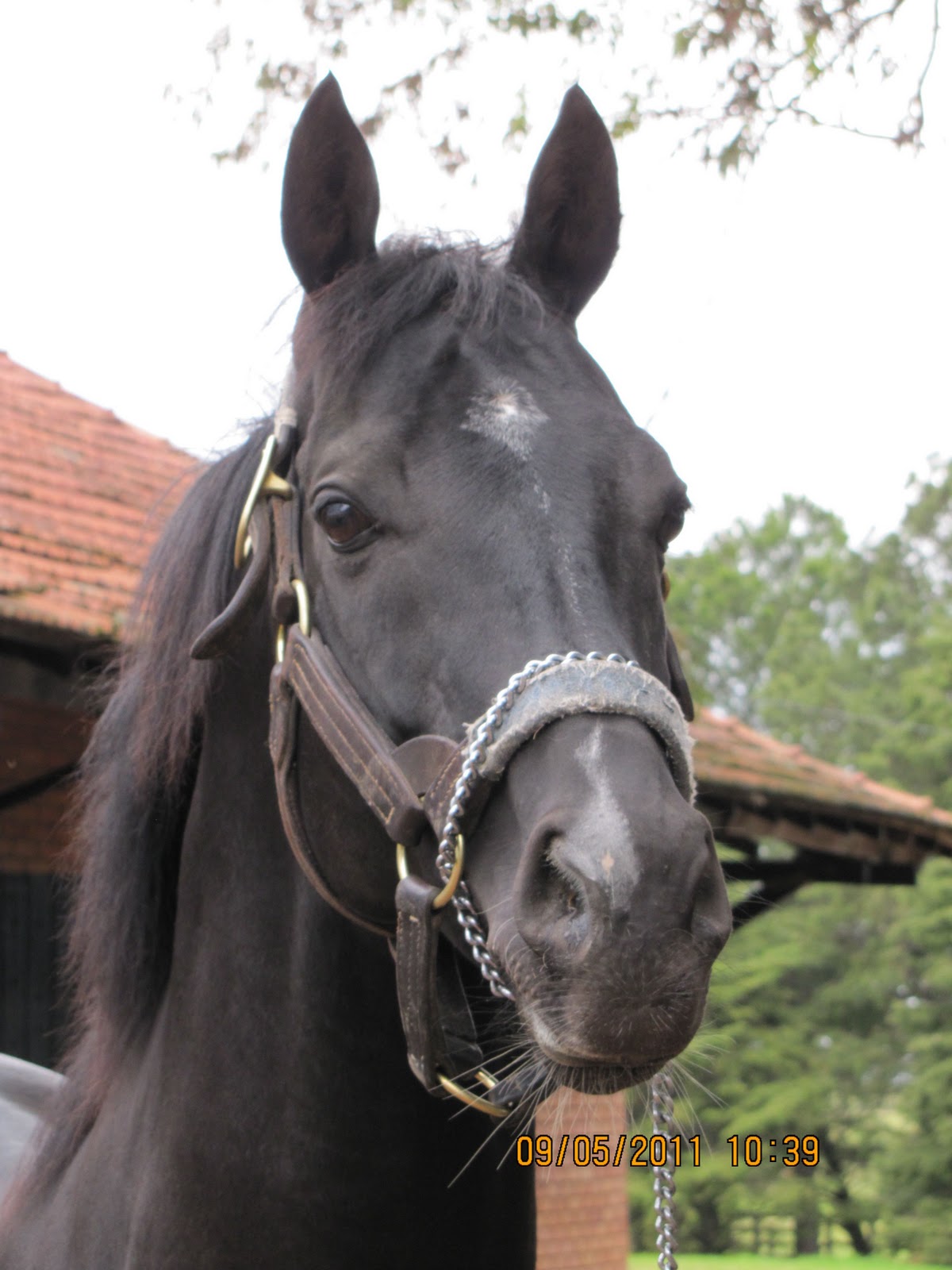O NINHO DO ALBATROZ: BOM INICIO PARA MANDURO