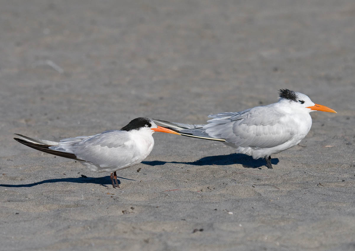 Royal and Elegant Terns - Greg in San Diego