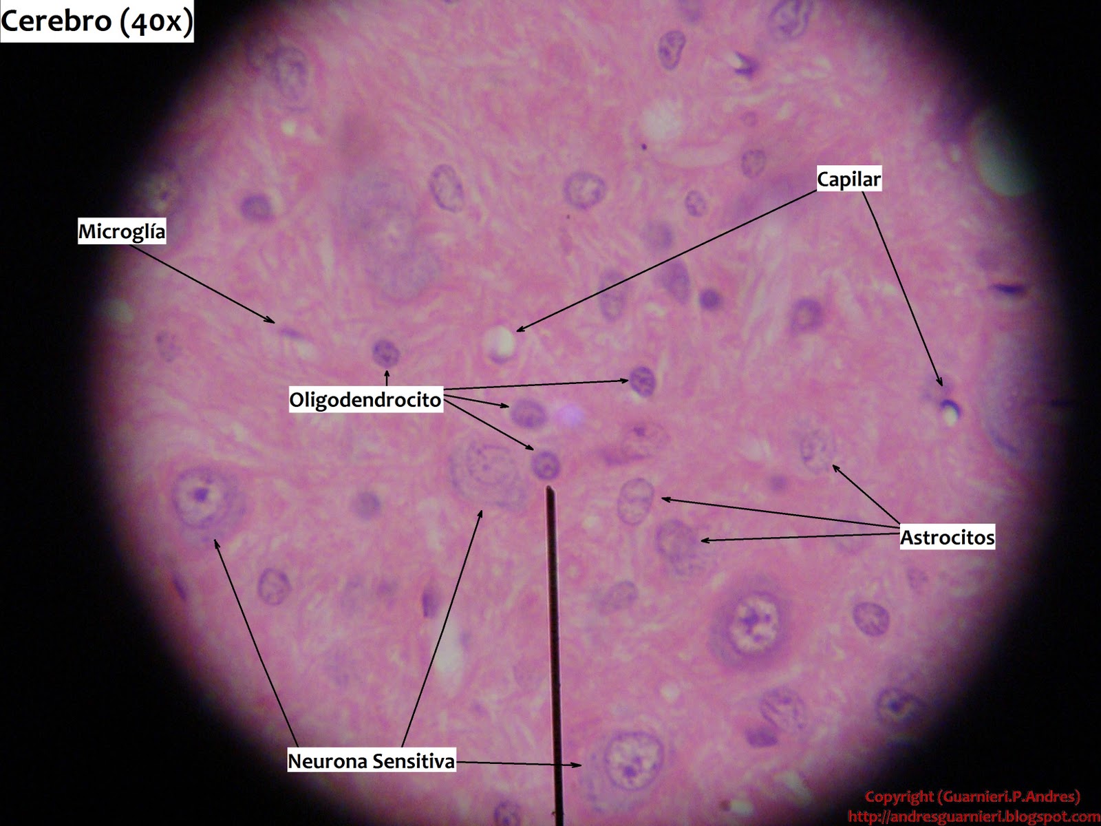 Medicina - Histología Humana / Medicine - Human Histology: Histologia ...