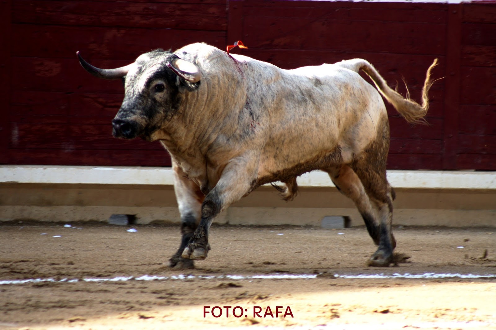 Toreo en Red Hondo: PINTAS DEL TORO DE LIDIA (4): EL TORO PERLINO