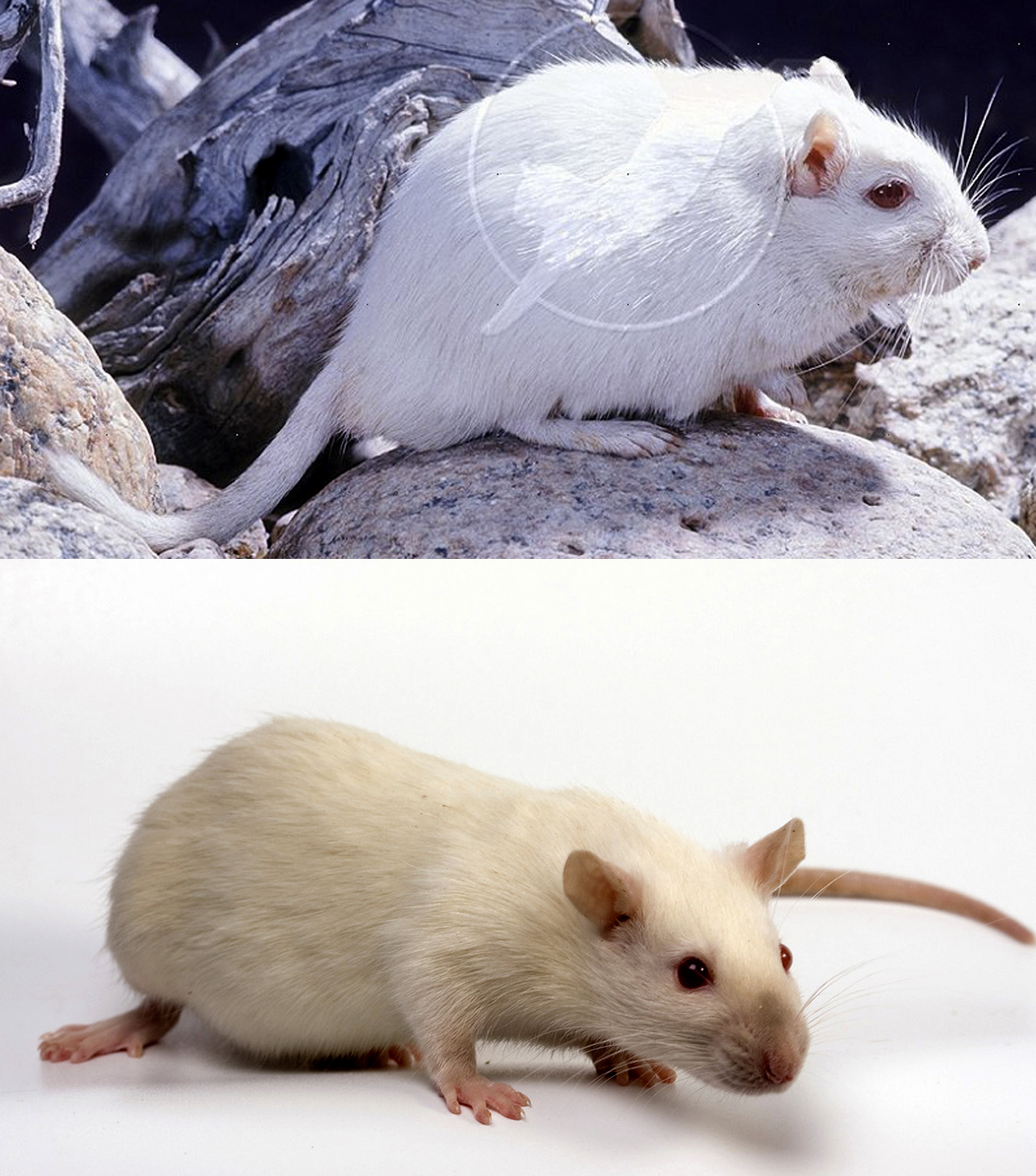 É gerbil! Não é rato!