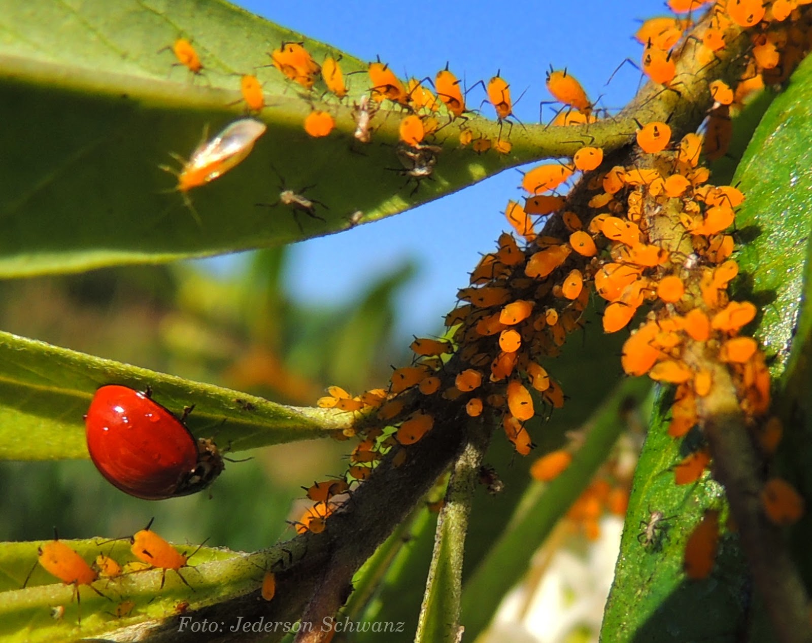 Pássaros & hobbies legais : Joaninha(inseto)predando Afídeos (pulgões ...