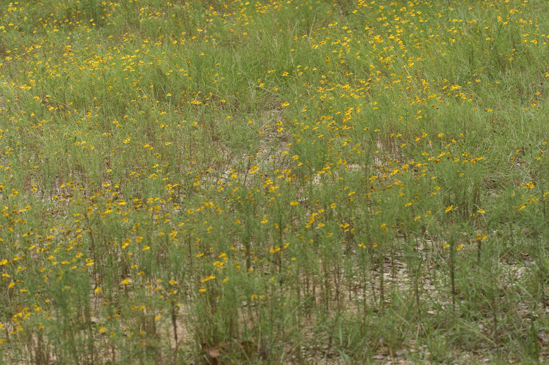 Native Florida Wildflowers: Bitterweed - Helenium amarum