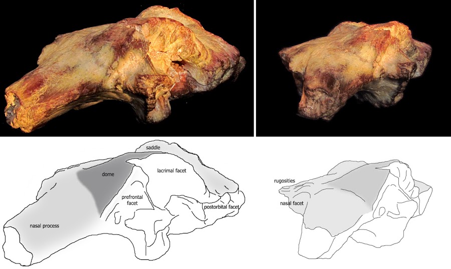 Species New to Science: [Paleontology • 2012] Sauroniops pachytholus ...