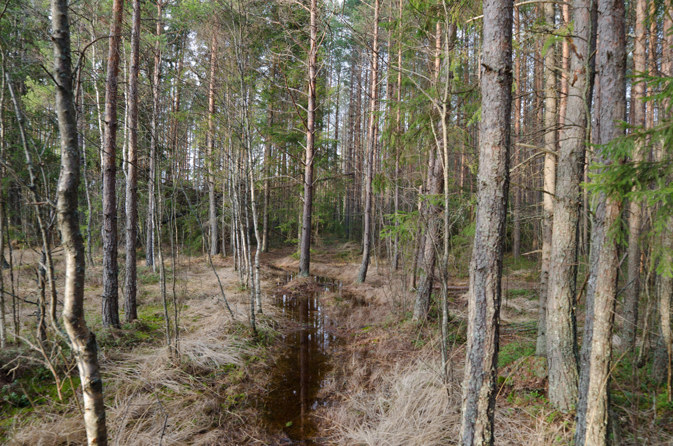 Loitsija: Enne aastavahetust Valgesoo rabas
