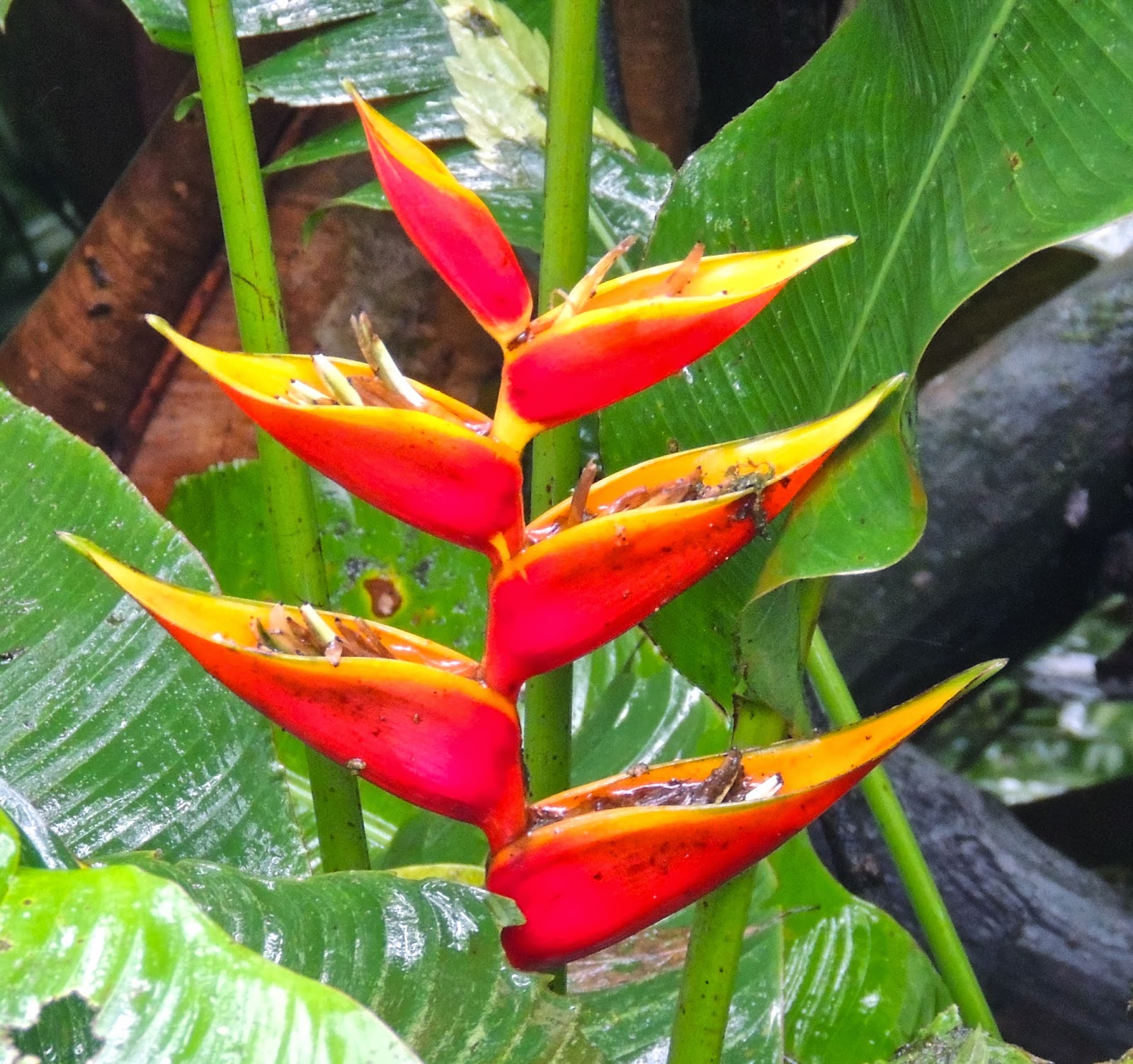 Tamarindo, Costa Rica Daily Photo: Heliconia