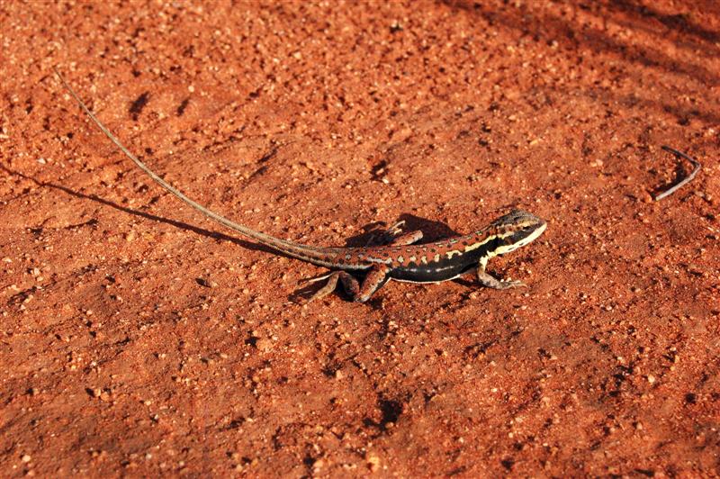 WA Zoologist: Into The Great Victoria Desert