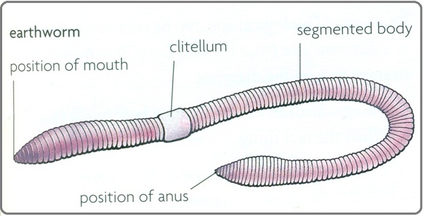 # 7 Other groups of invertebrates | Biology Notes for IGCSE 2014