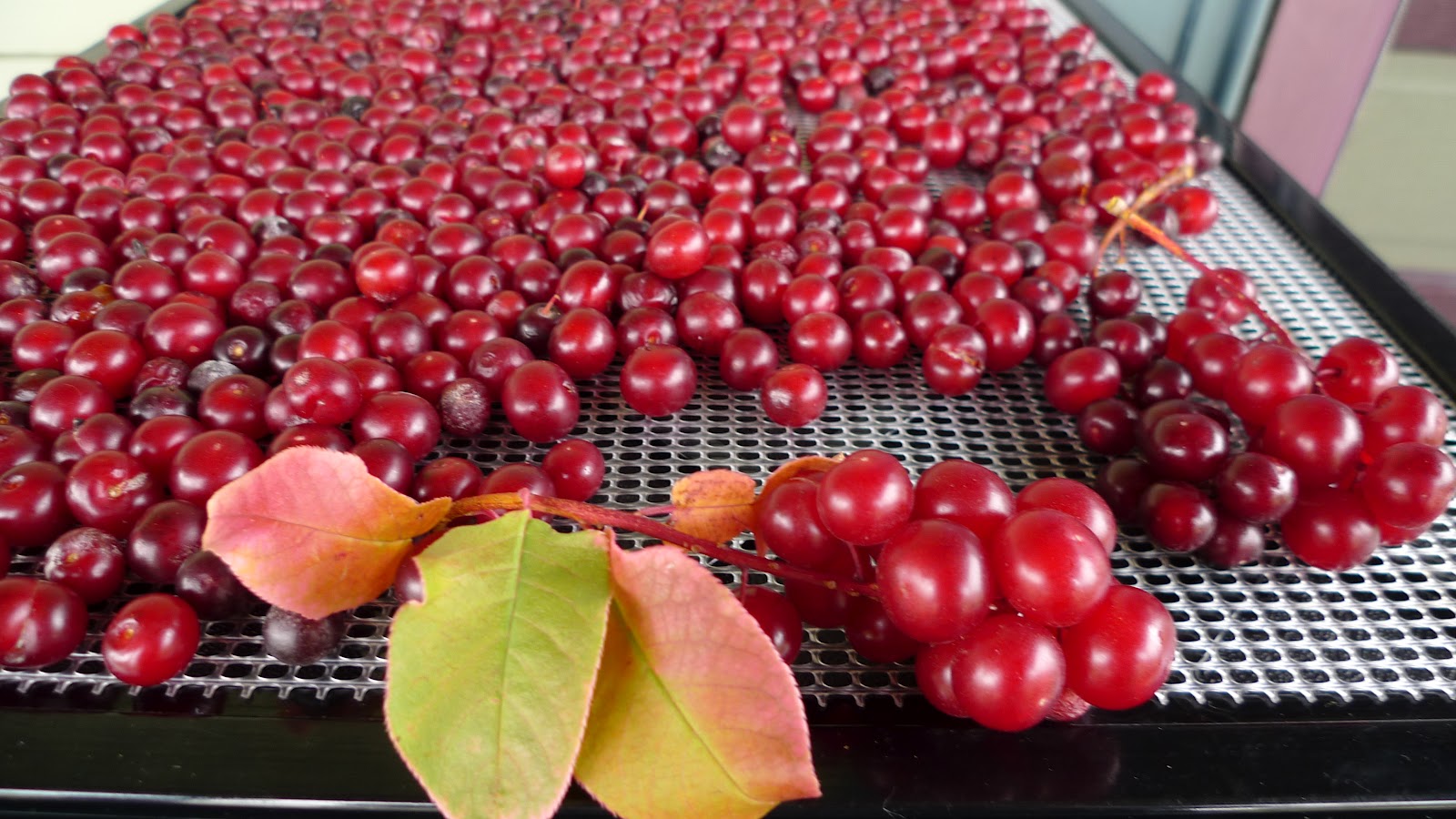 Wild Harvests: Chokecherries- from the dry side of the mountain