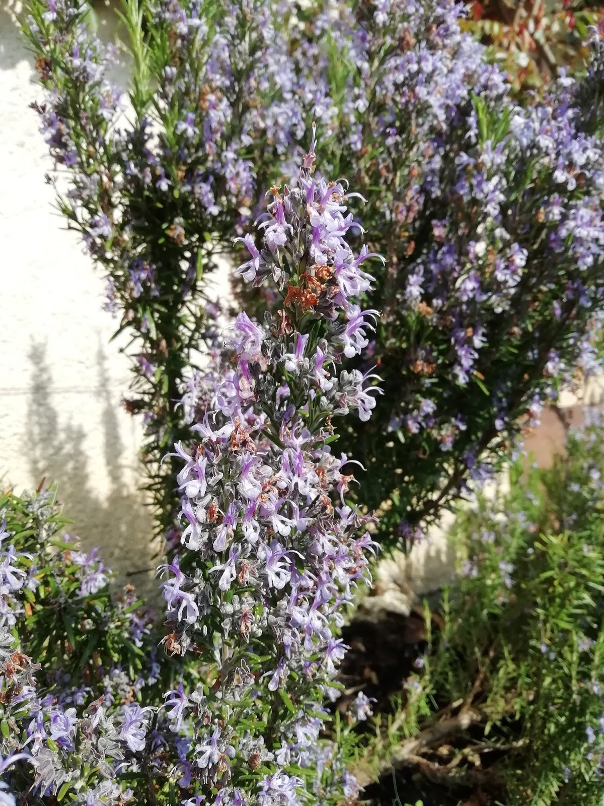 Romarin, Rosmarinus, Famille Lamiacées