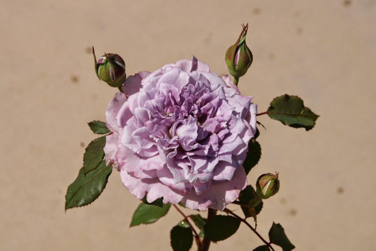 Organic Garden Dreams: July Roses