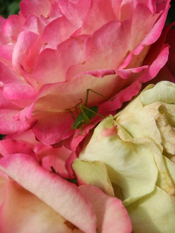 Het Bloeiende Buitenleven: ROSA ´ACROPOLIS´