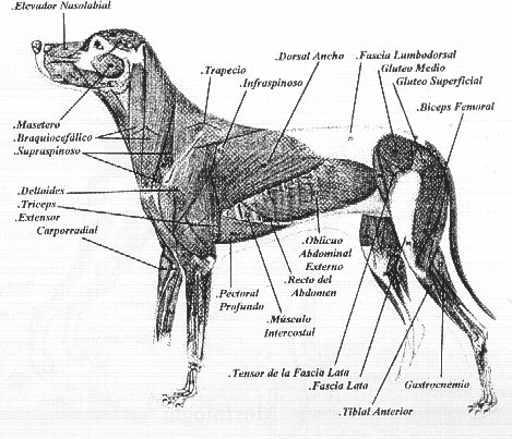 Veterinaria Del Perro y Del gato: 2012-04-29