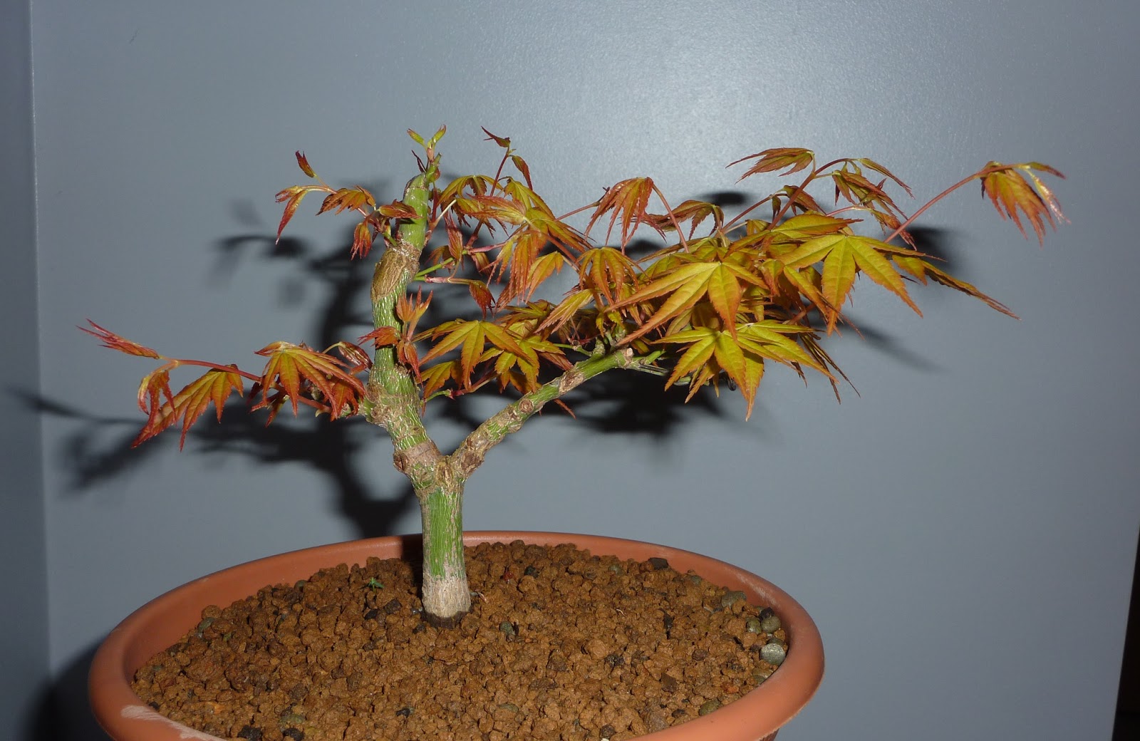 Bonsai Experience: Acer Palmatum