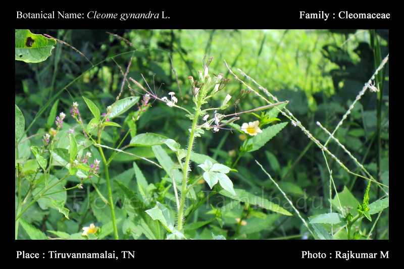 Cleome gynandra - Wild Spider Flower - Flowers of Tamilnadu