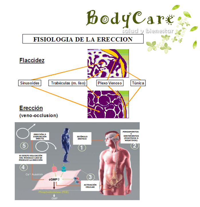 Anatomía del pene - Mecanismo de erección ~ Salud y bienestar