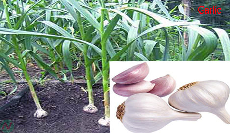 All Spices Name Meaning & Image | Necessary Vocabulary - Necessary ...