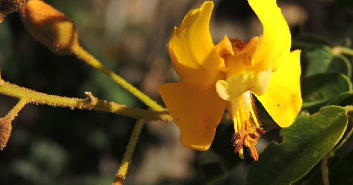 Fabaceae - Leguminosae no Brasil: Fabaceae - Cenostigma macrophyllum Tul.