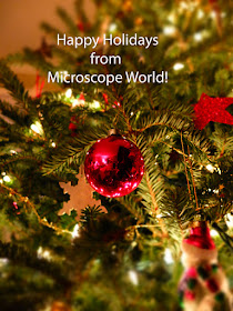 Microscope World Blog: Pine Tree under the Microscope