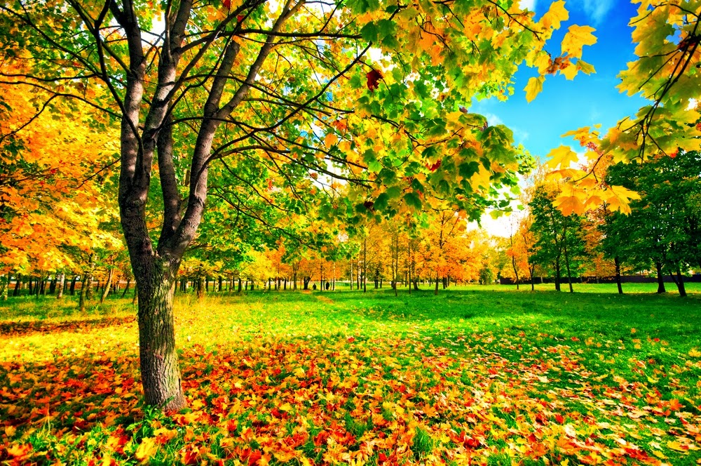 PARADISUL VERDE...: TOAMNA ÎN IMAGINI - WEEKEND PLĂCUT TUTUROR VĂ DORESC!