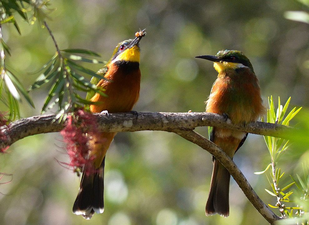 Elsen Karstad's 'Pic-A-Day Kenya': Two Little Bee-Eaters, Nanyuki Kenya