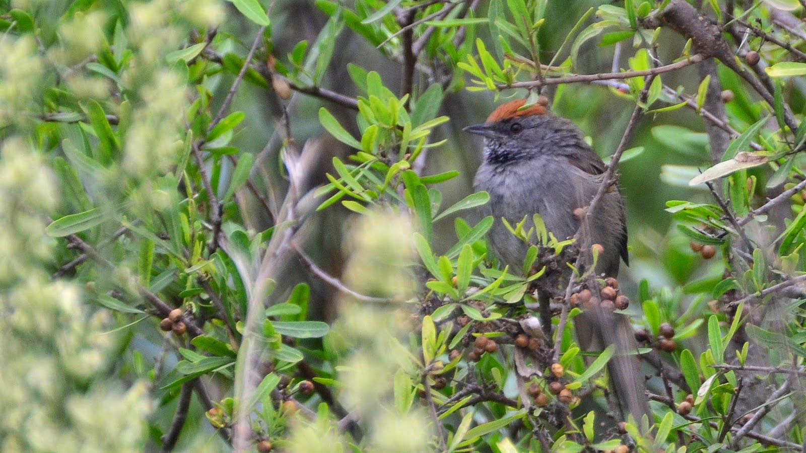 Aves de La Floresta: Pijuí común