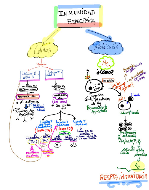 BIOLOGÍA 2º BACHILLERATO: INMUNIDAD ESPECÍFICA