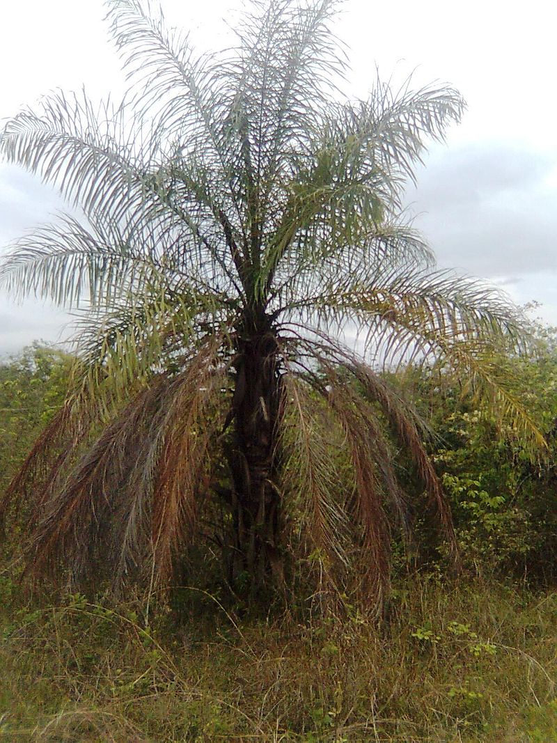 Taxonomia vegetal : Corozo