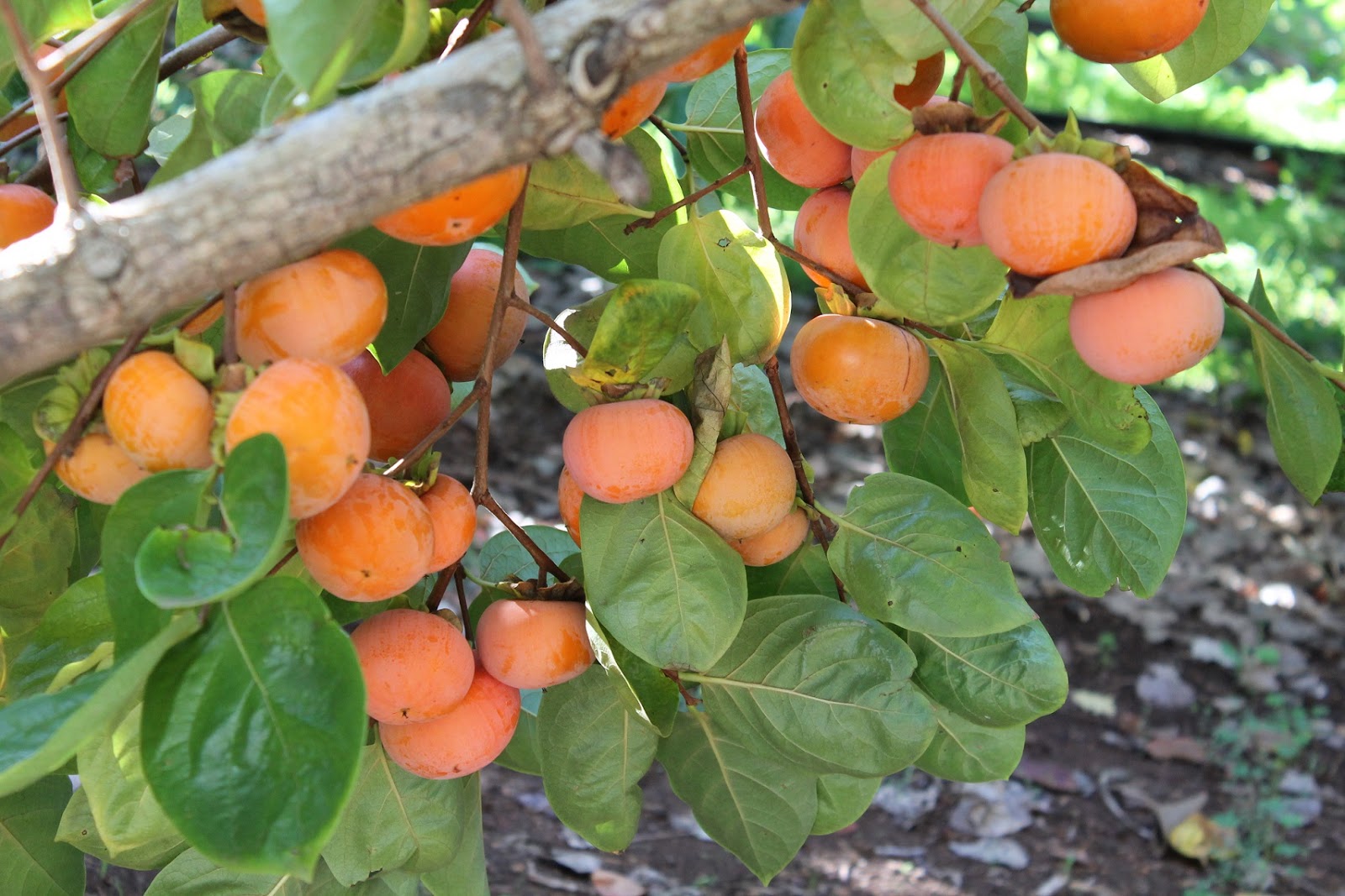 umiyumi2 : our life in perth, WA: Membeli pisang kaki (persimmon) di ...