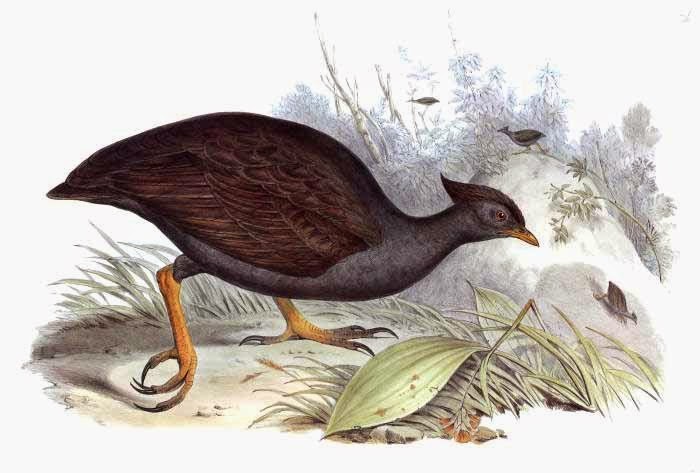 Animals of the world: Megapode