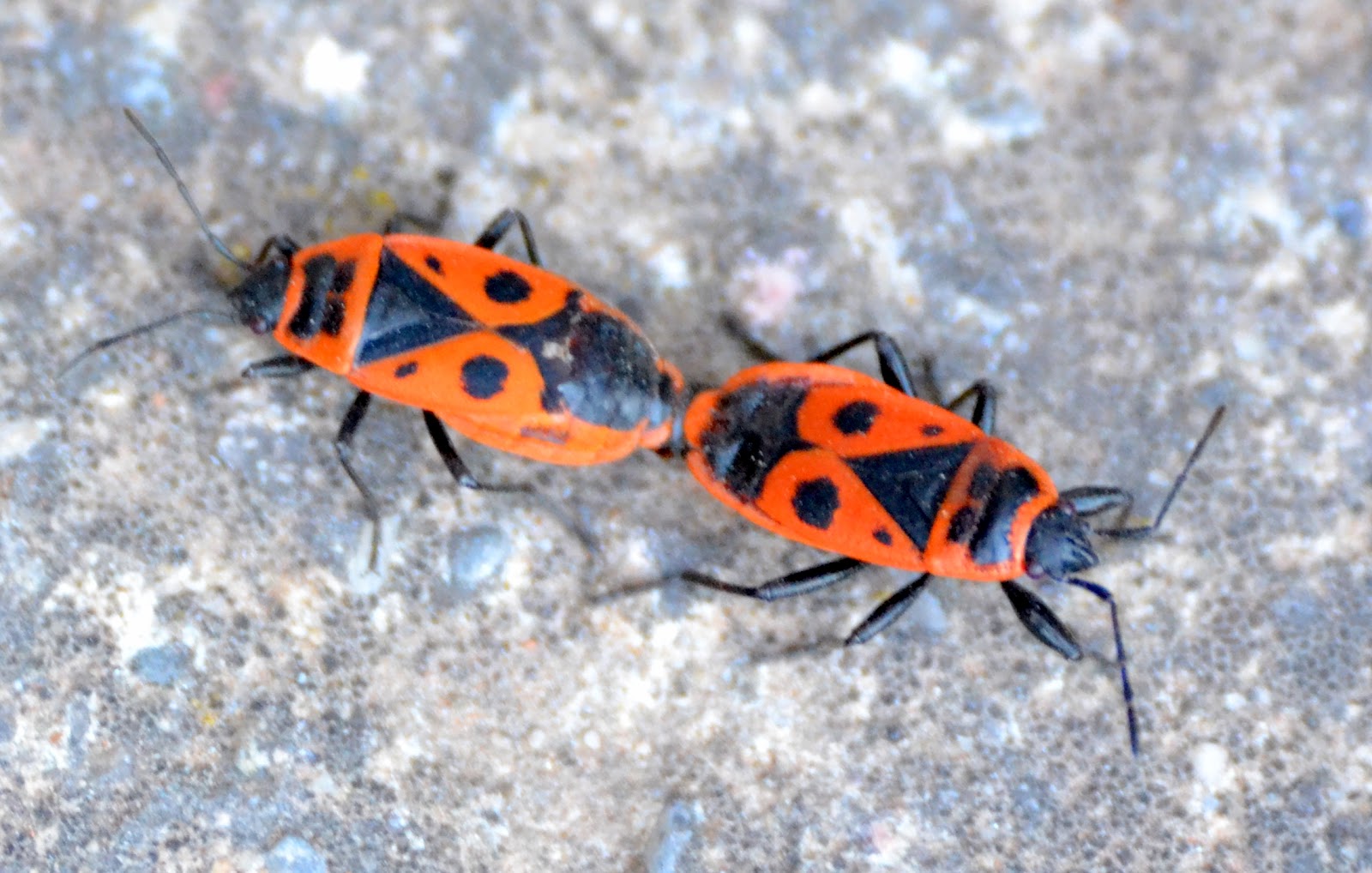 EN EL MONCAYO: Chinche de las Malvas (Pyrrhocoris apterus)(Linnaeus,1758)