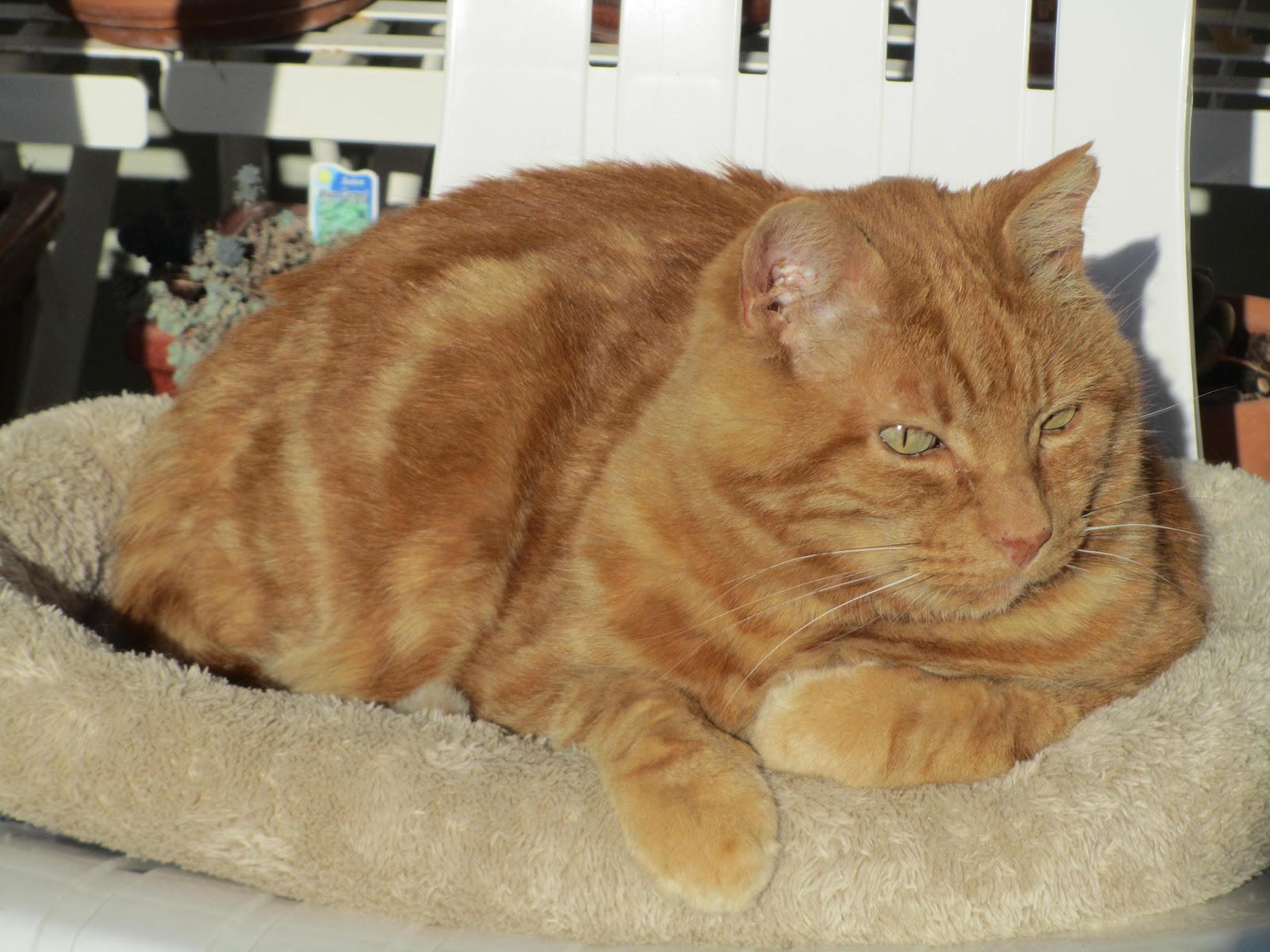 Garden Grumbles and Cross Stitch Fumbles: The Tom-Cat Report