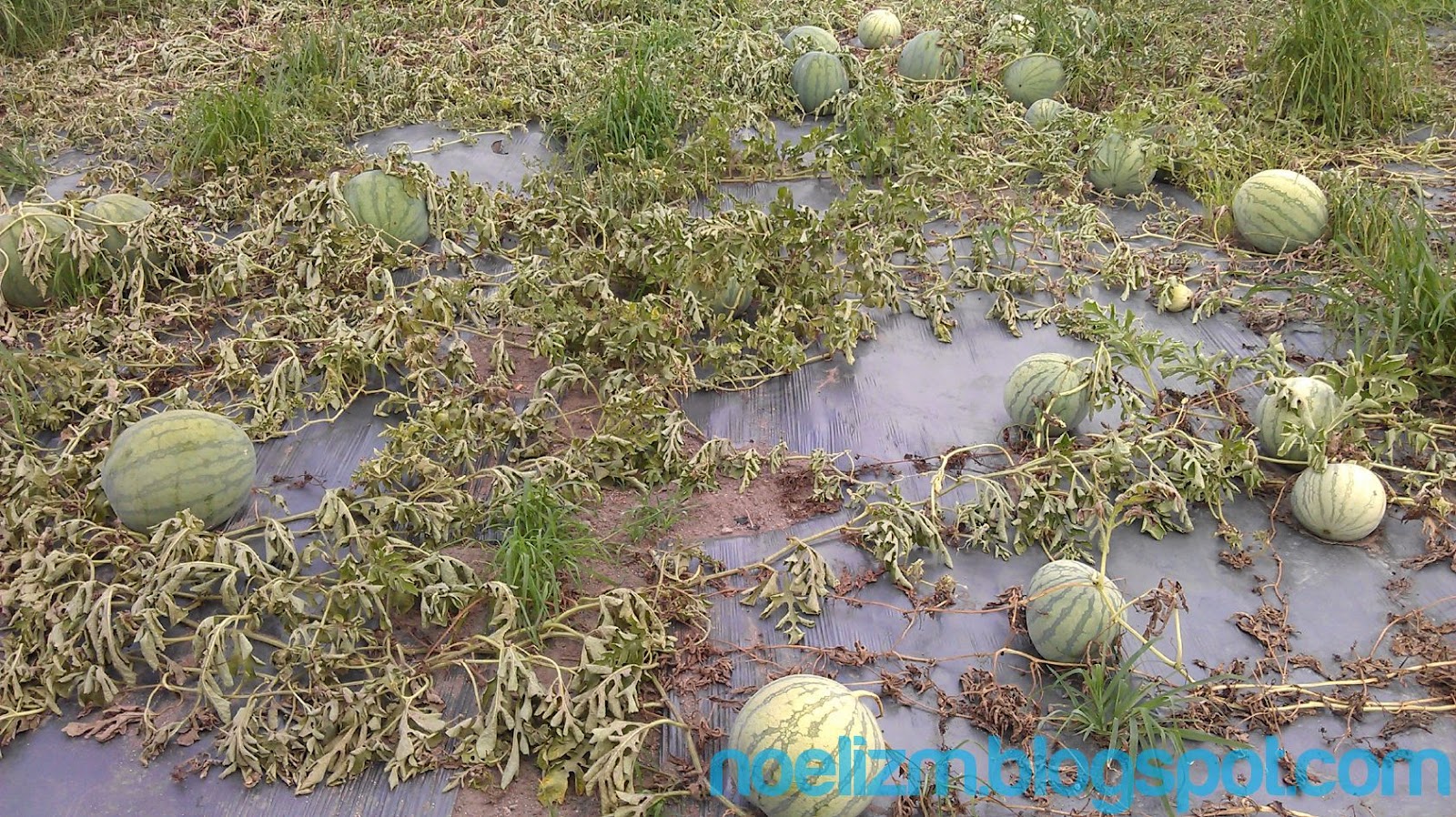 A Visit to a Watermelon Farm | Noelizm