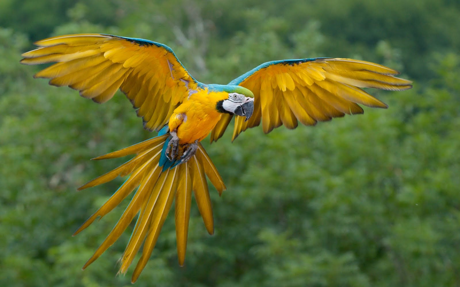 imagenes: Perico de colores volando en las praderas