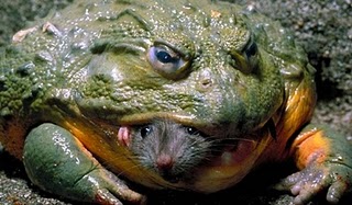 fenomena: Giant Frog and Rat Snake Predators