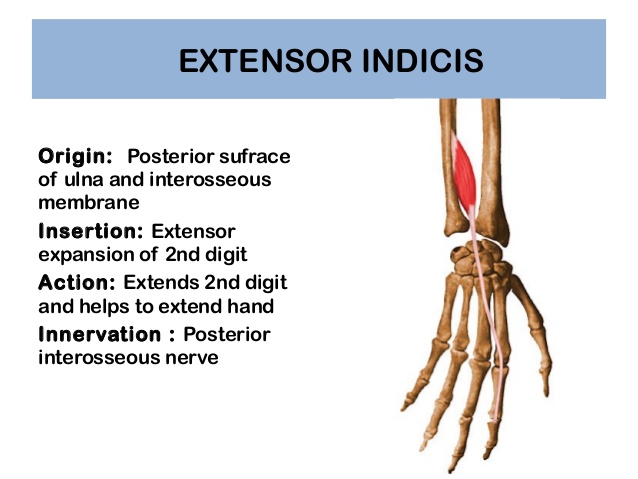 Extensor Indicis Muscle