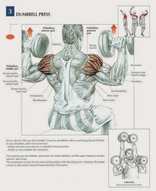 OWEN M. RAMILLER: Concentric and Eccentric Exercises