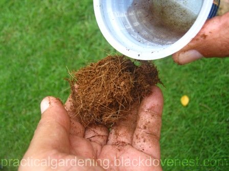 Practical Gardening: Steps for Air Layering or Marcotting