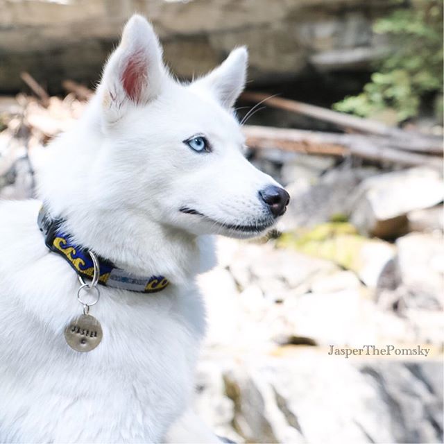 GEODOGZ Collar & Leash Competition | Australian Dog Lover