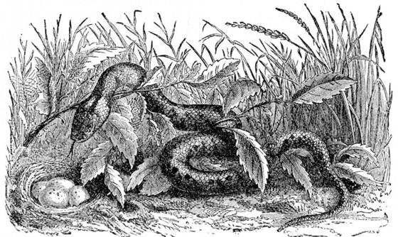 Updates, Live: Emily Dickinson: A Narrow Fellow in the Grass