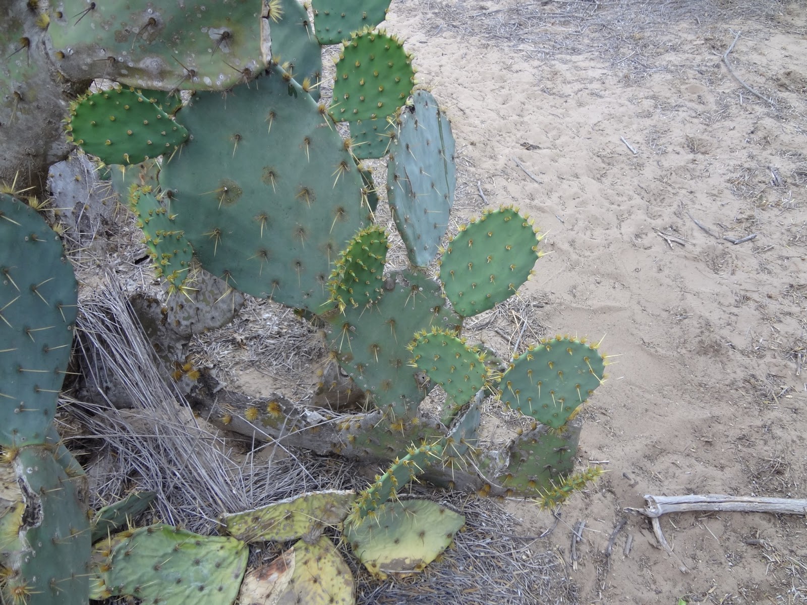 Woods Roamer: Nopalito Knives….